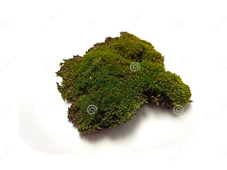 Moss Isolated on White Background Stock Photo - Image of damp, macro ...