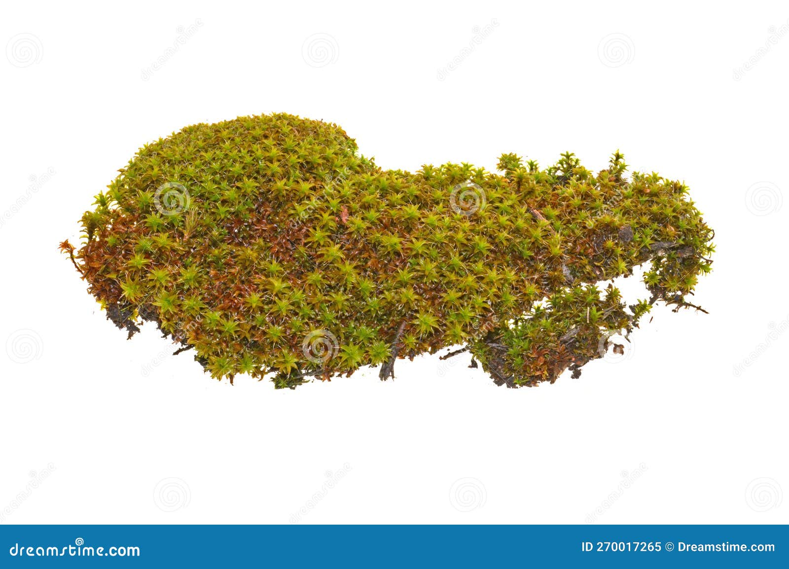 Moss Isolated on White Background Stock Image - Image of soil, green ...