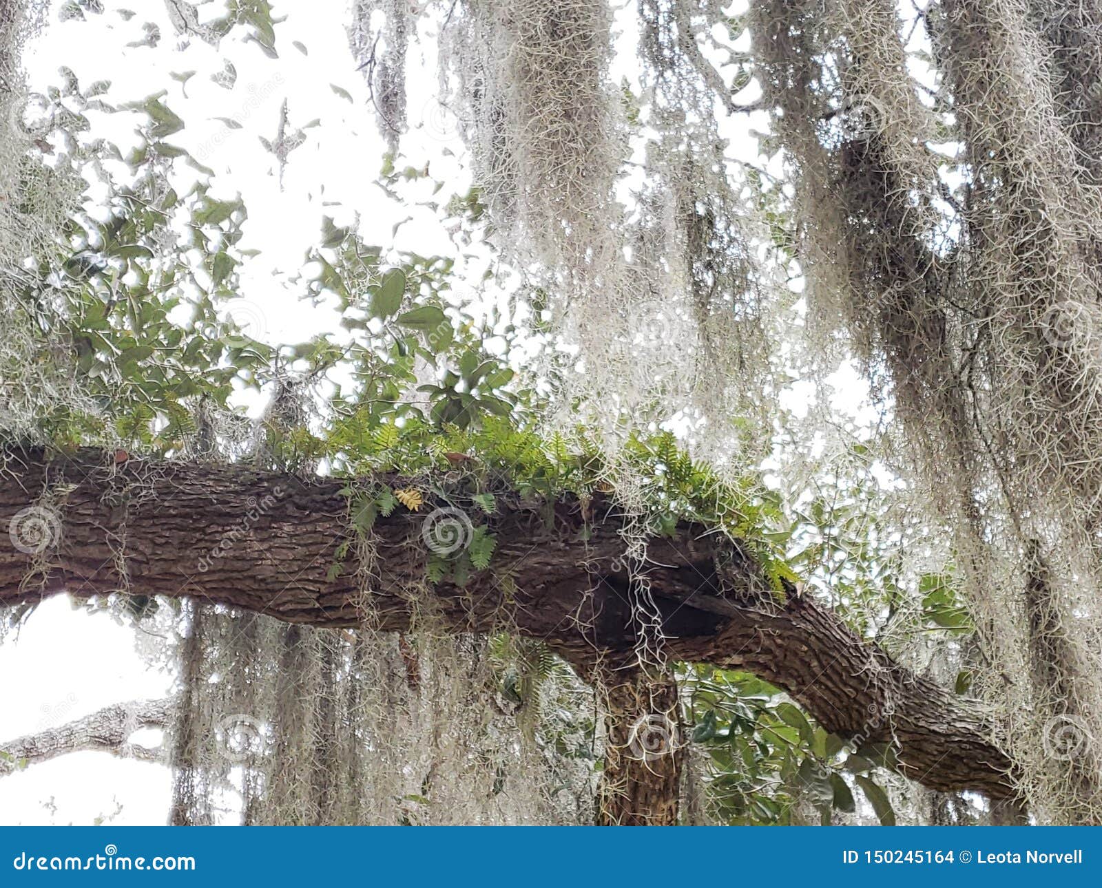 Of moss and ivy stock photo. Image of tree, moss, landscape - 150245164