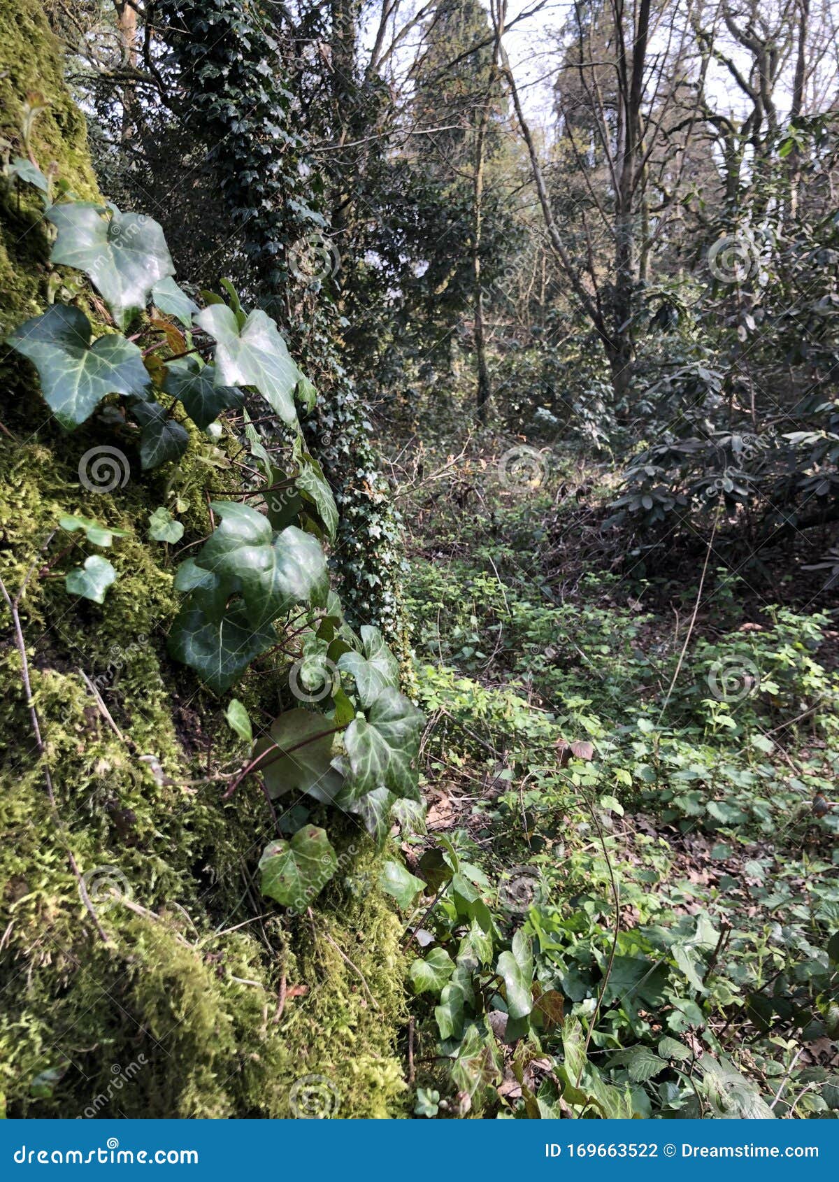 Moss and Ivy on the Trees of a Forest Stock Photo - Image of grow, hard ...