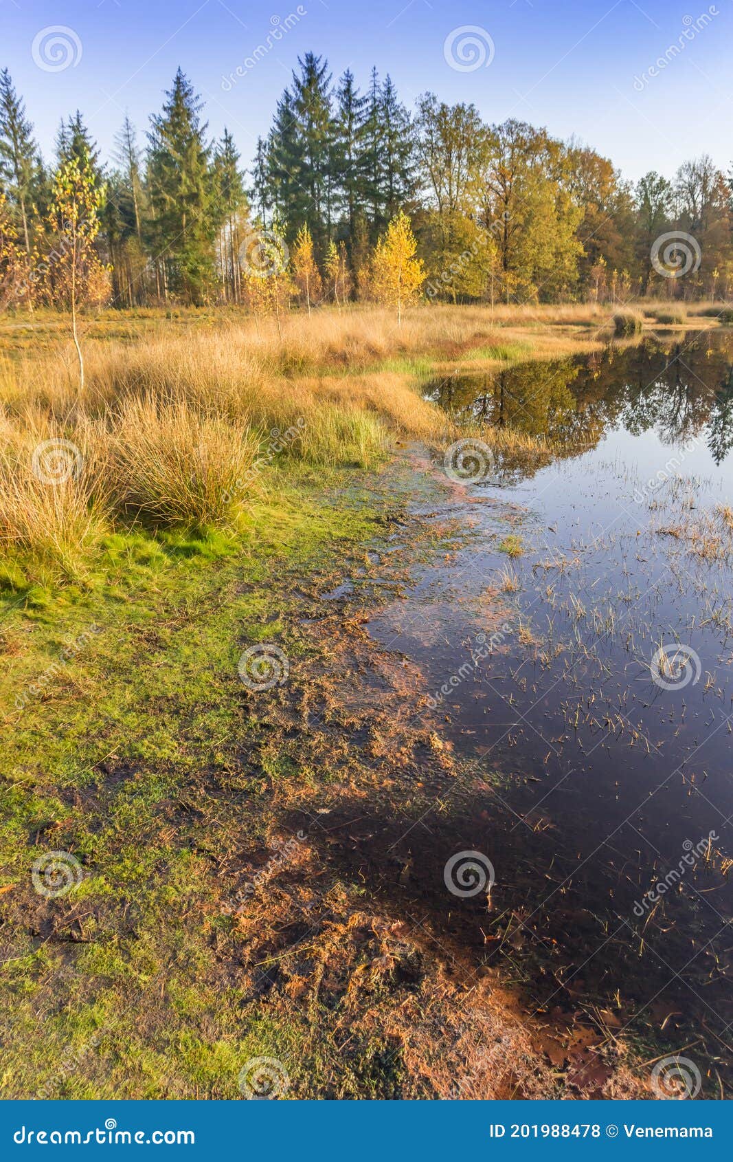 Moss on the Lakeside in the Moors of Borger Stock Photo - Image of fall ...