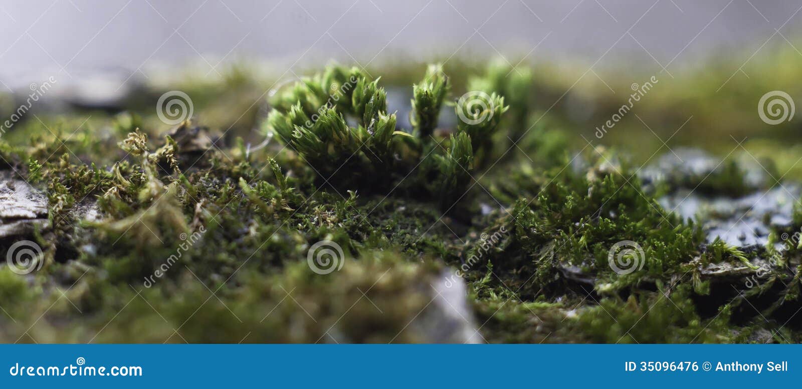 Moss Landscape stock photo. Image of nature, buds, microscope - 35096476