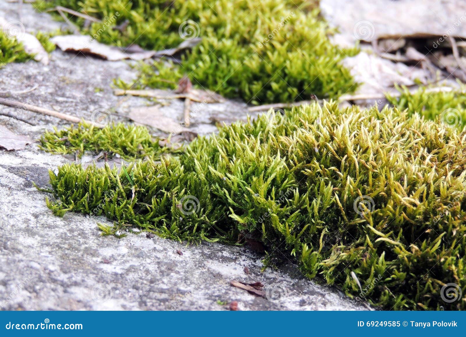 Moss stock image. Image of full, close, natural, forest - 69249585