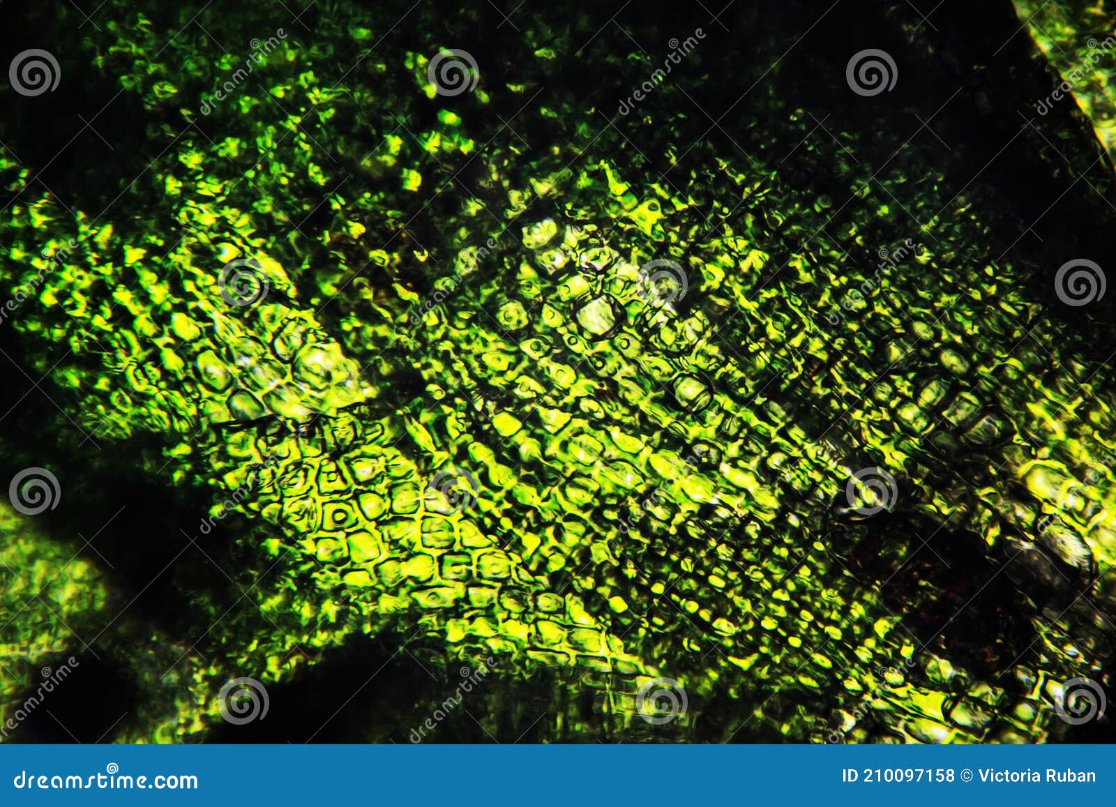 214 Green Moss Under Microscope Photos - Free & Royalty-Free Stock ...