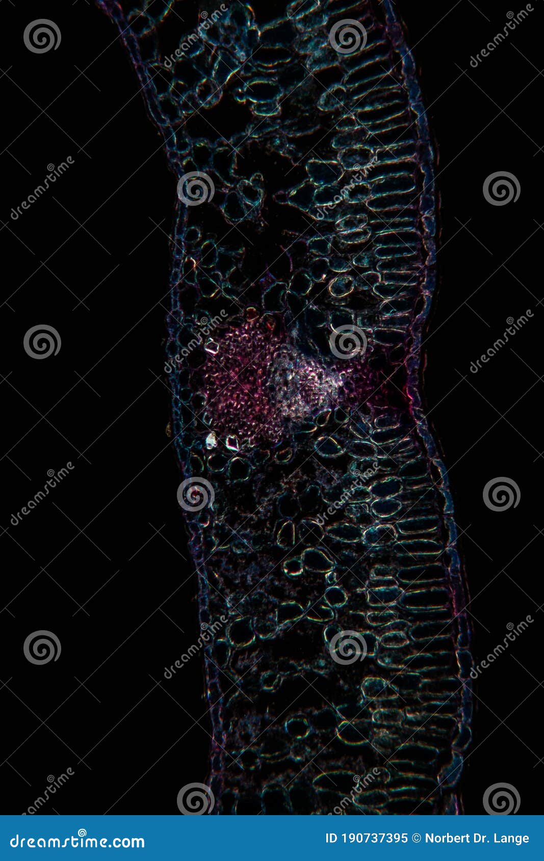 Moss leaves cross section stock image. Image of microscopy - 190737395