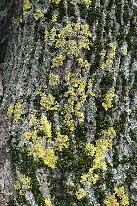 Moss and Lichen on Bark of Norway Maple Stock Photo - Image of ...