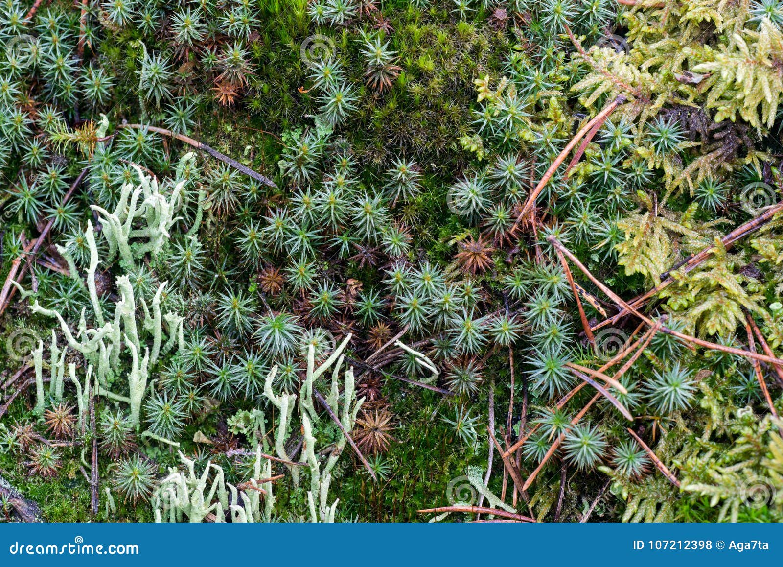 Moss and Lichen in Forest Macro Stock Photo - Image of ground, close ...