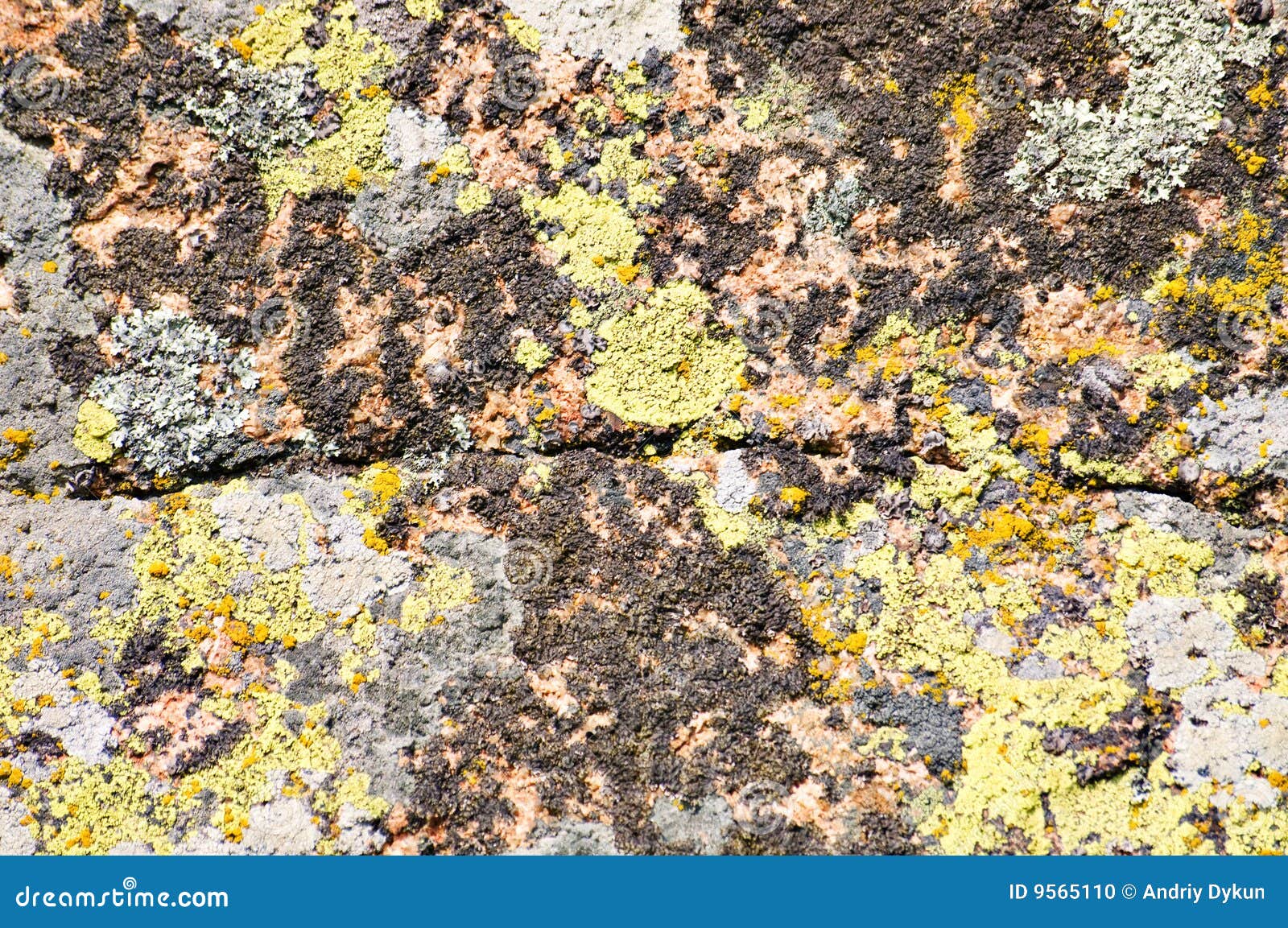 Moss and Lichen on Granite Stone Stock Photo - Image of grain, detail ...