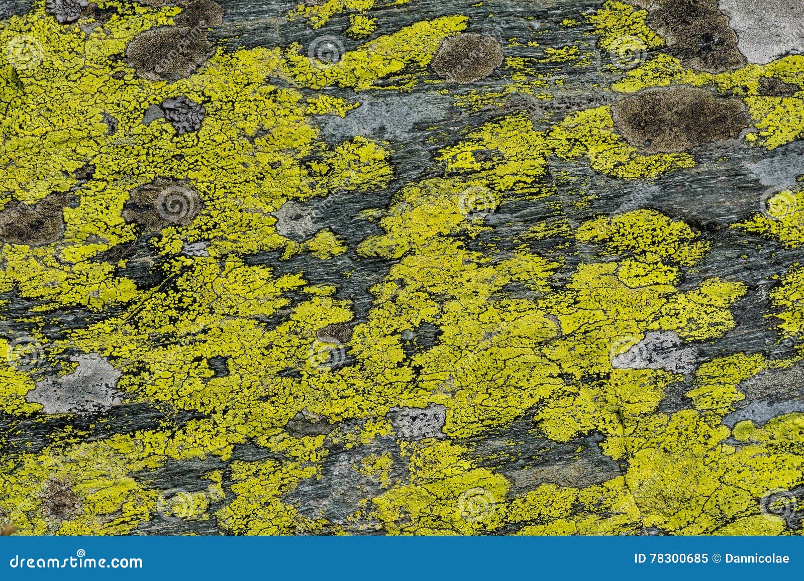 Moss and Lichen on Granite Stone Rock Texture Stock Image - Image of ...