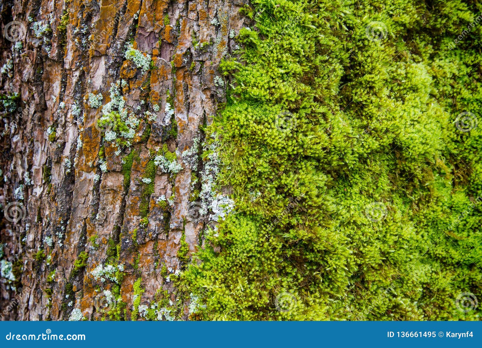 Moss and Lichen Grow on a Tree Trunk in a Coastal Rainforest Stock ...