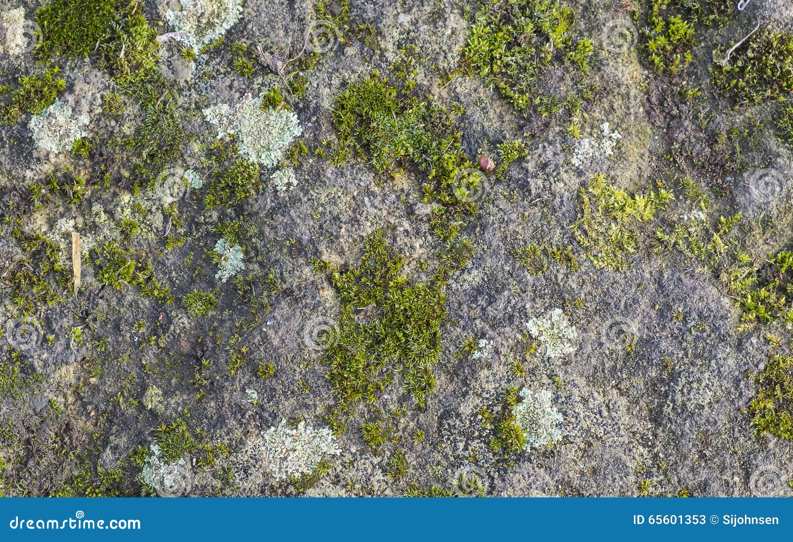 Moss and Lichen Growing on a Rock Stock Image - Image of flora, rock ... Moss and Lichen Growing on a Rock Stock Image - Image of flora, rock ...