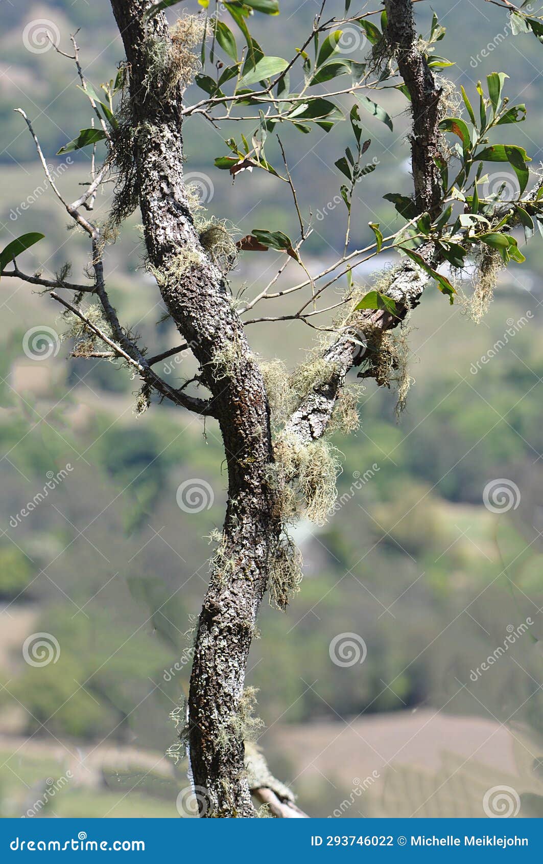 Moss and Lichen Growing on a Tree Limb Stock Photo - Image of ...