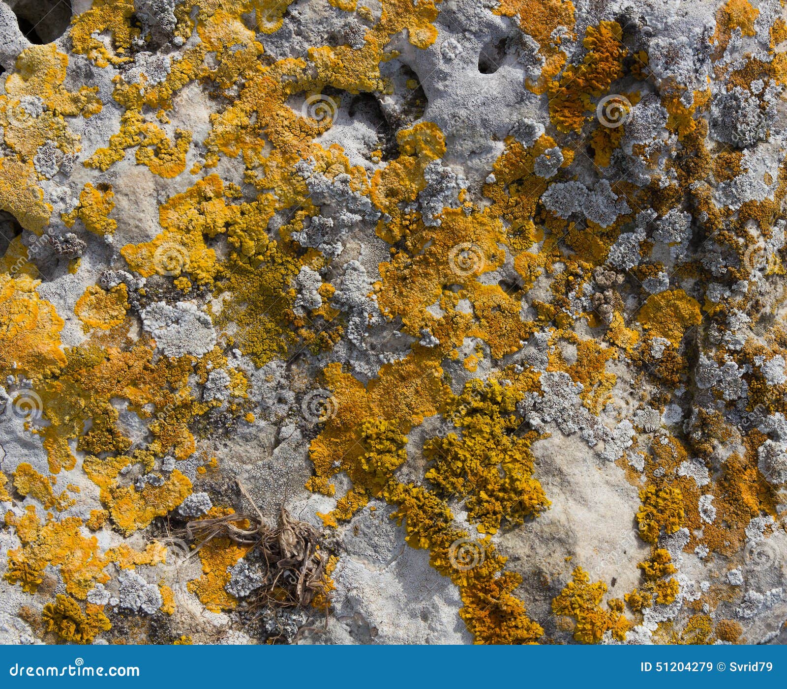 Moss Lichen on the Rocks Orange Sandstone. Stock Image - Image of ...