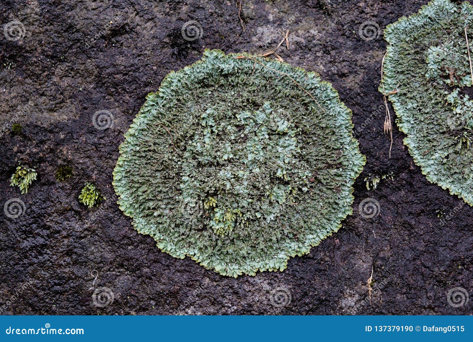 Moss and Lichen Skin Texture Stock Photo - Image of wave, pinus: 137379190