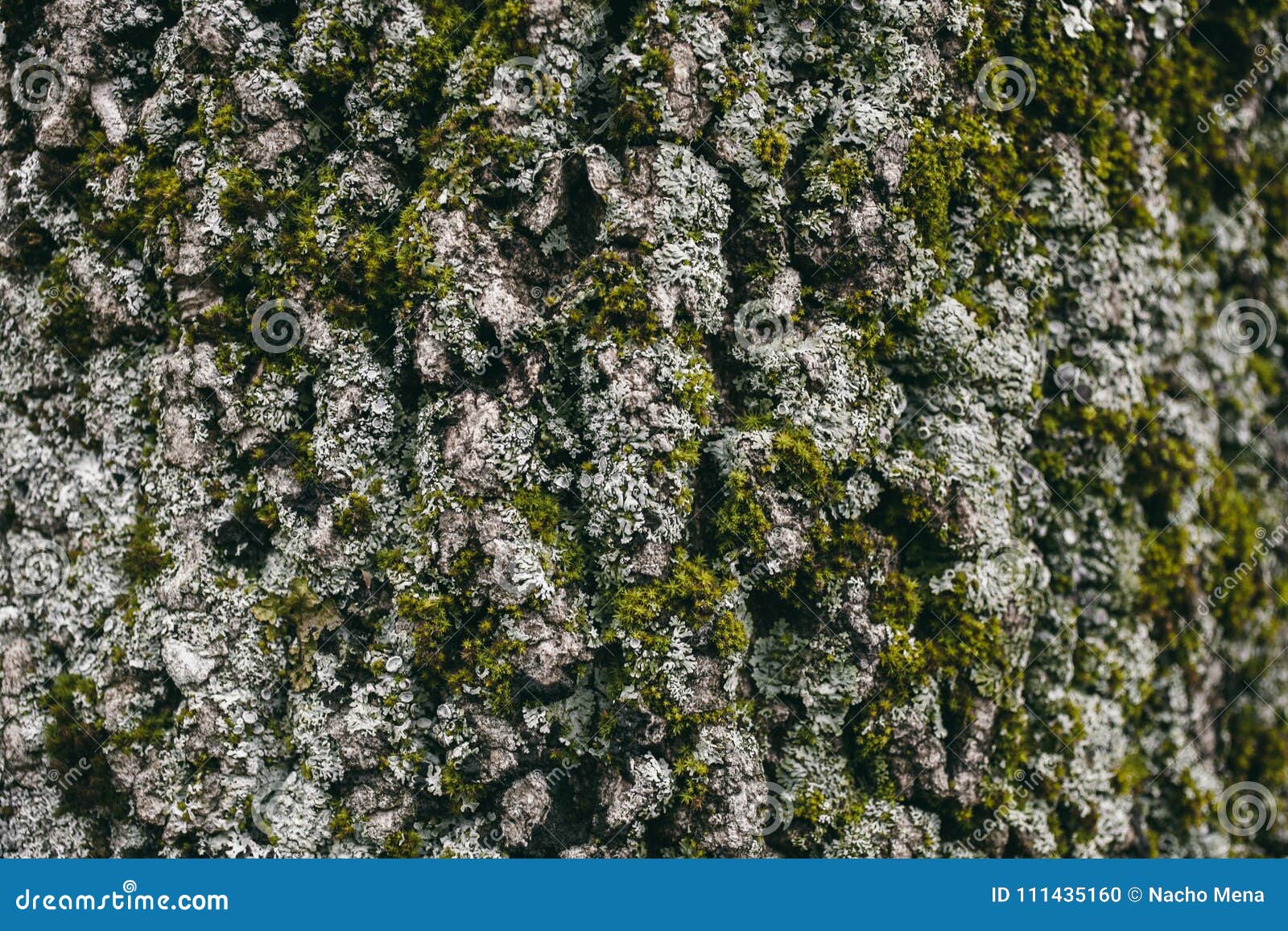 Moss and Lichen Texture on Oak Tree Bark. Organic Abstract Texture and ...