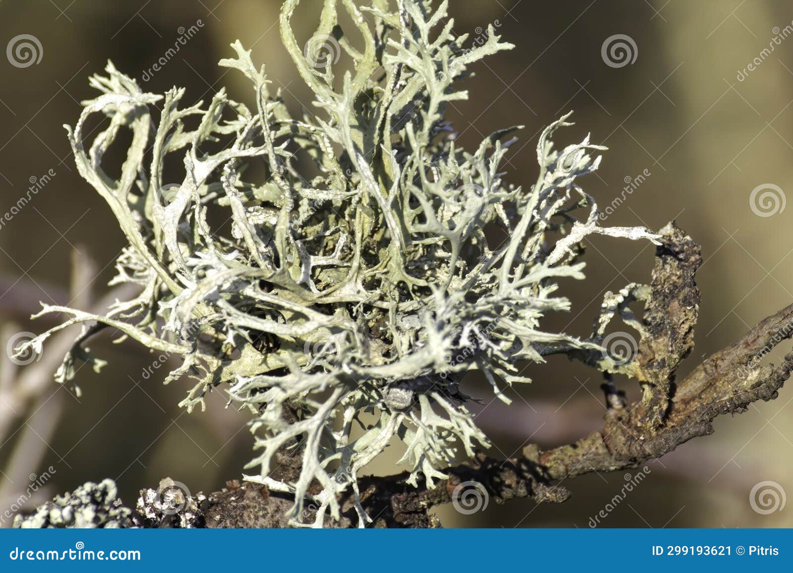 Moss Lichen on a Tree Branch Stock Image - Image of tree, rough: 299193621