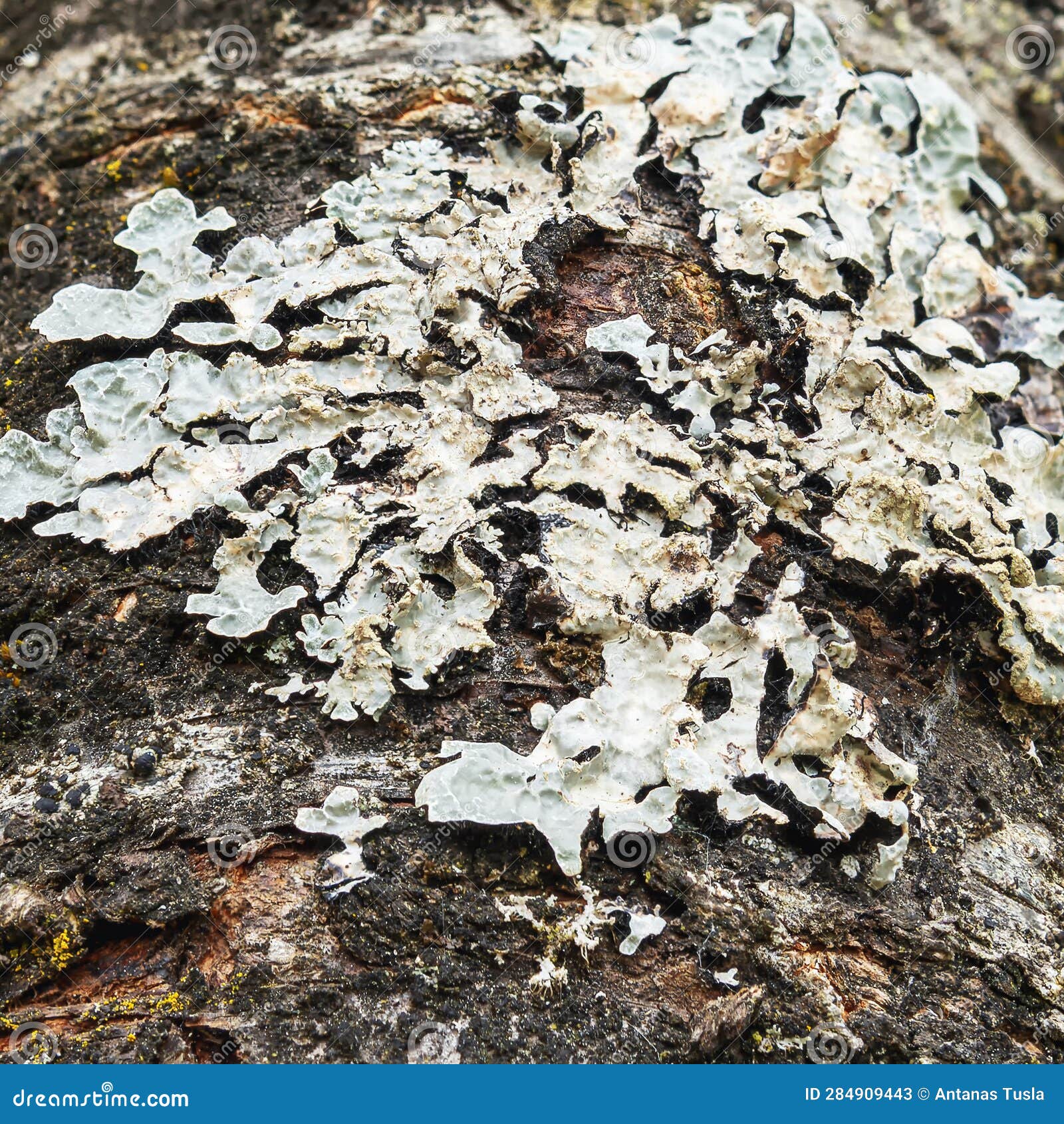 The Trunk of an Apple Tree is Covered with Moss and Lichen Stock Image ...