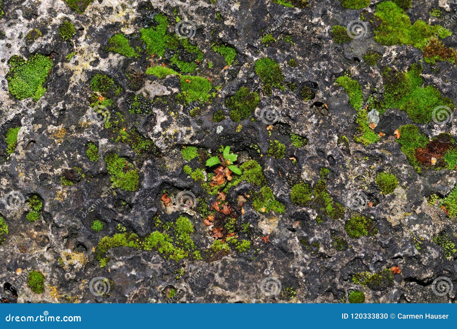 Moss on a limestone wall stock photo. Image of flora - 120333830