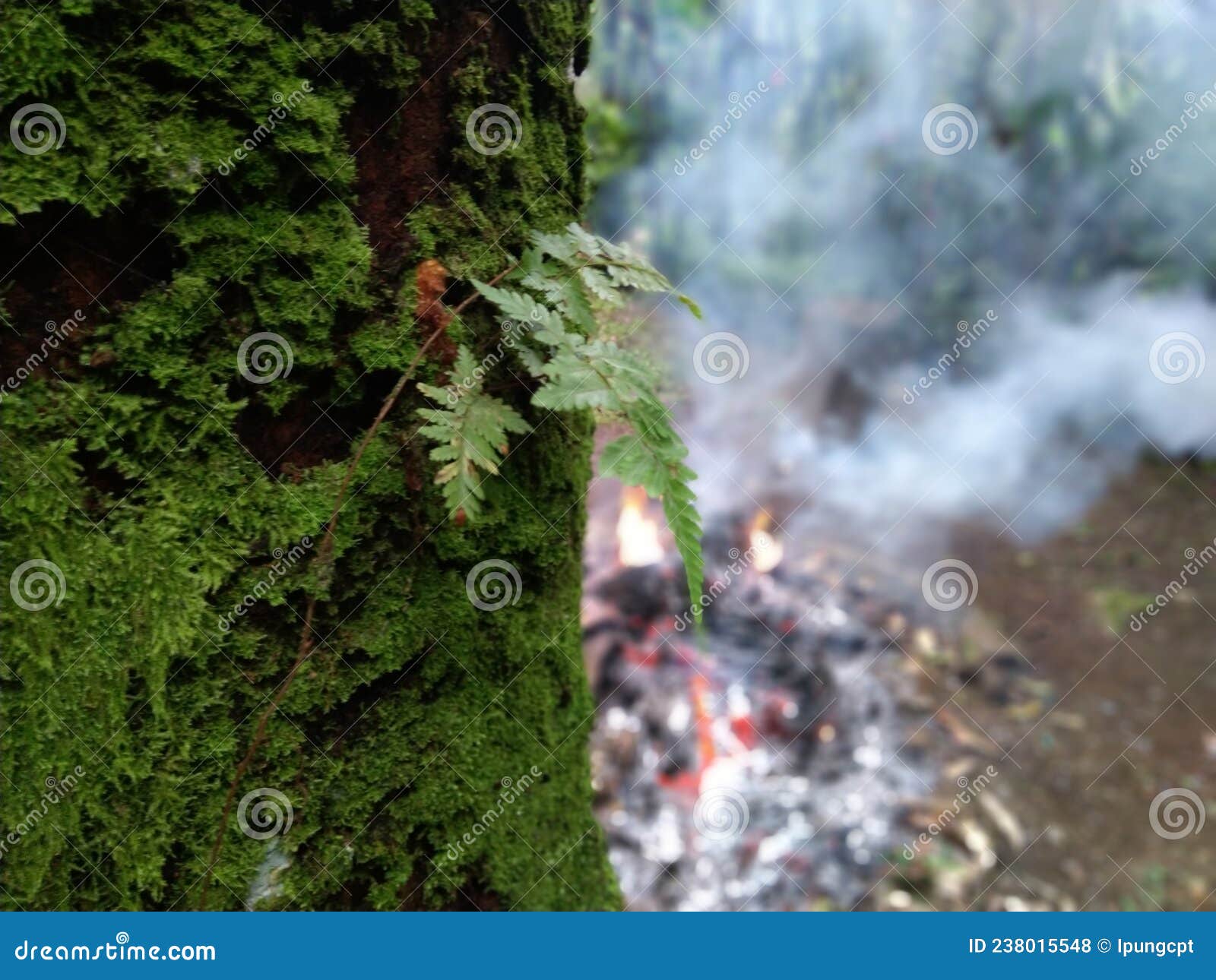 Moss and little tree stock photo. Image of rock, woodland - 238015548