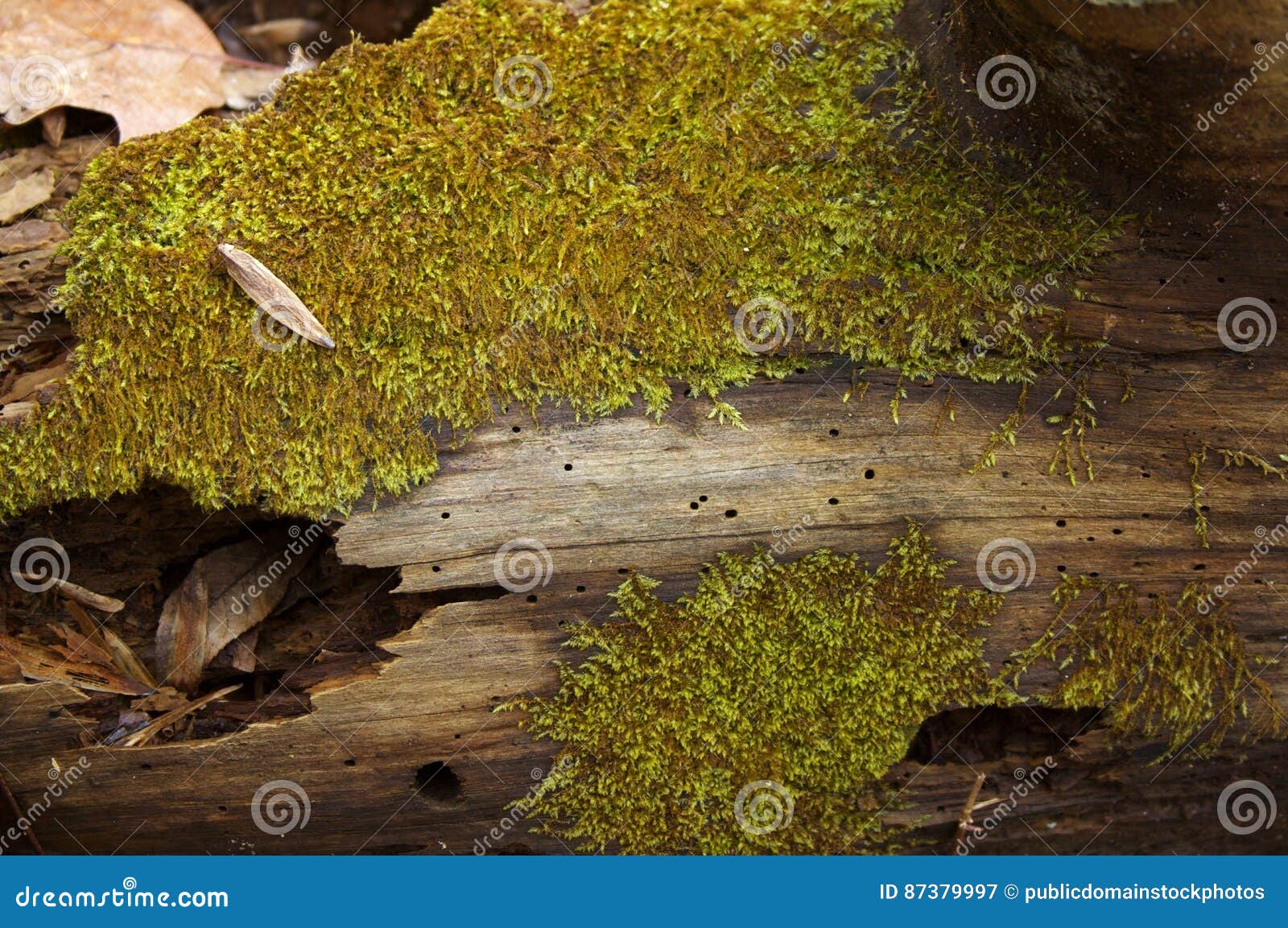 Moss On Log Picture. Image: 87379997