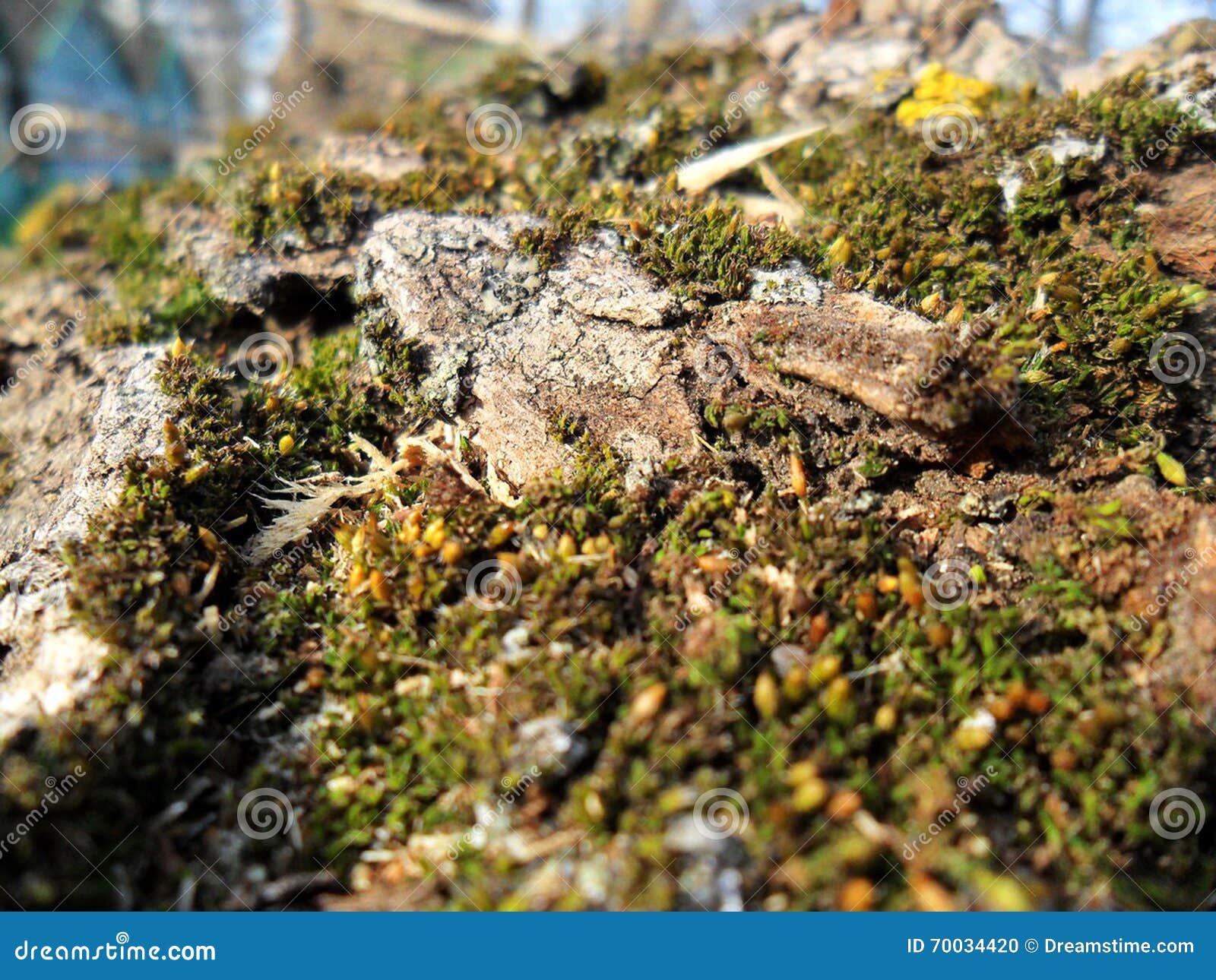 Moss on a log stock photo. Image of tree, green, nature - 70034420