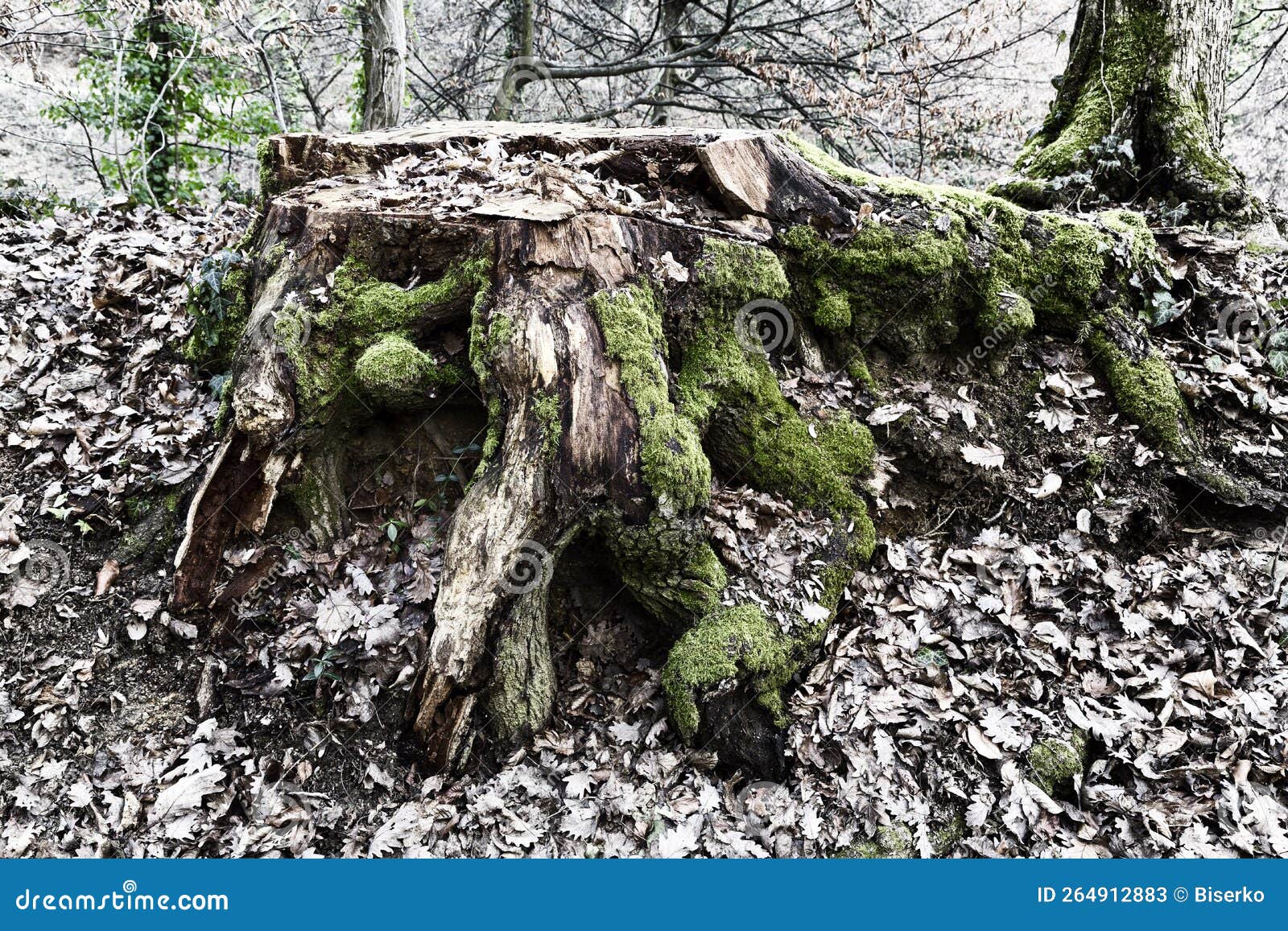 Moss on log of the tree stock image. Image of chuck - 264912883