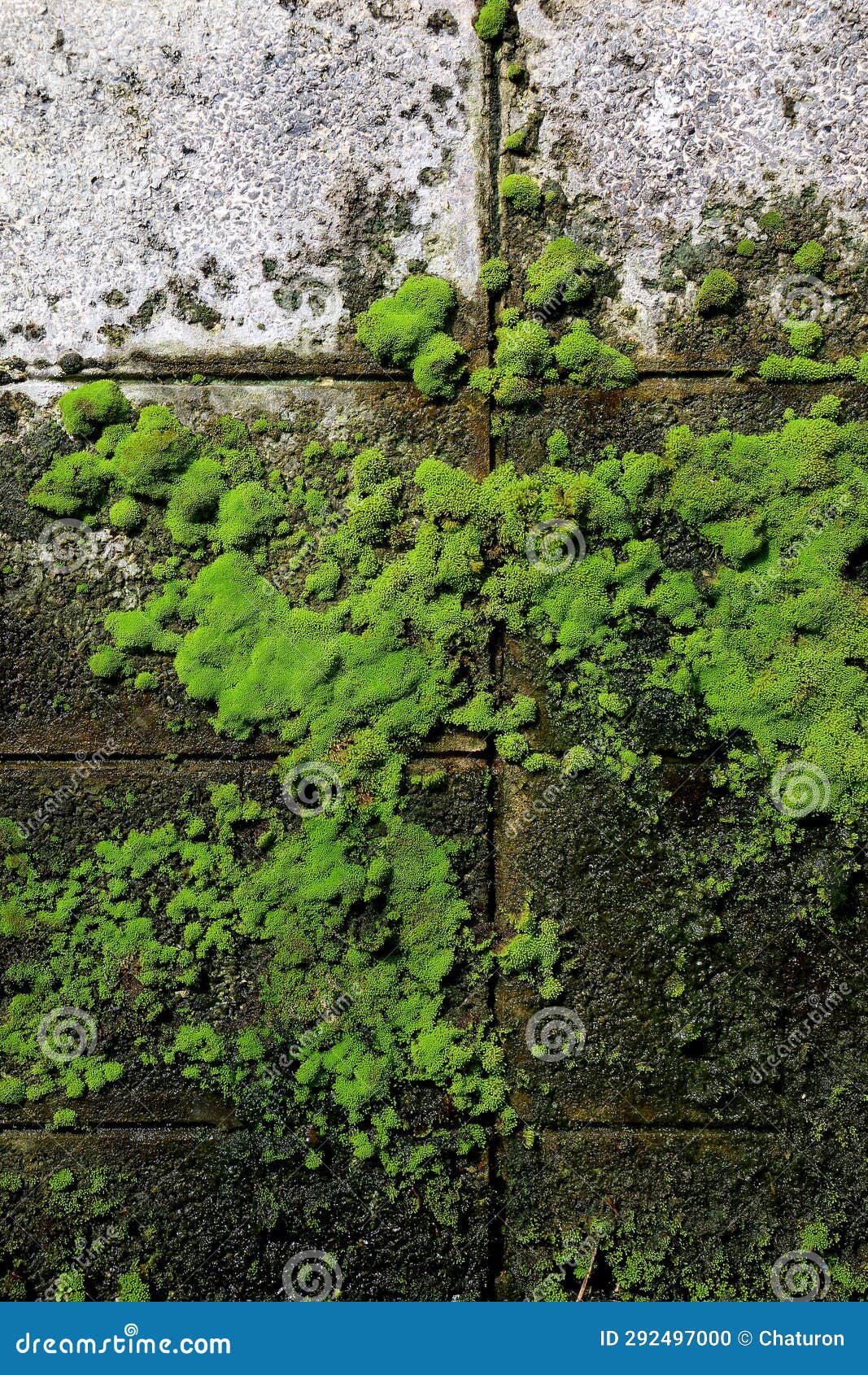 Moss a stock photo. Image of foliage, textured, color - 292497000