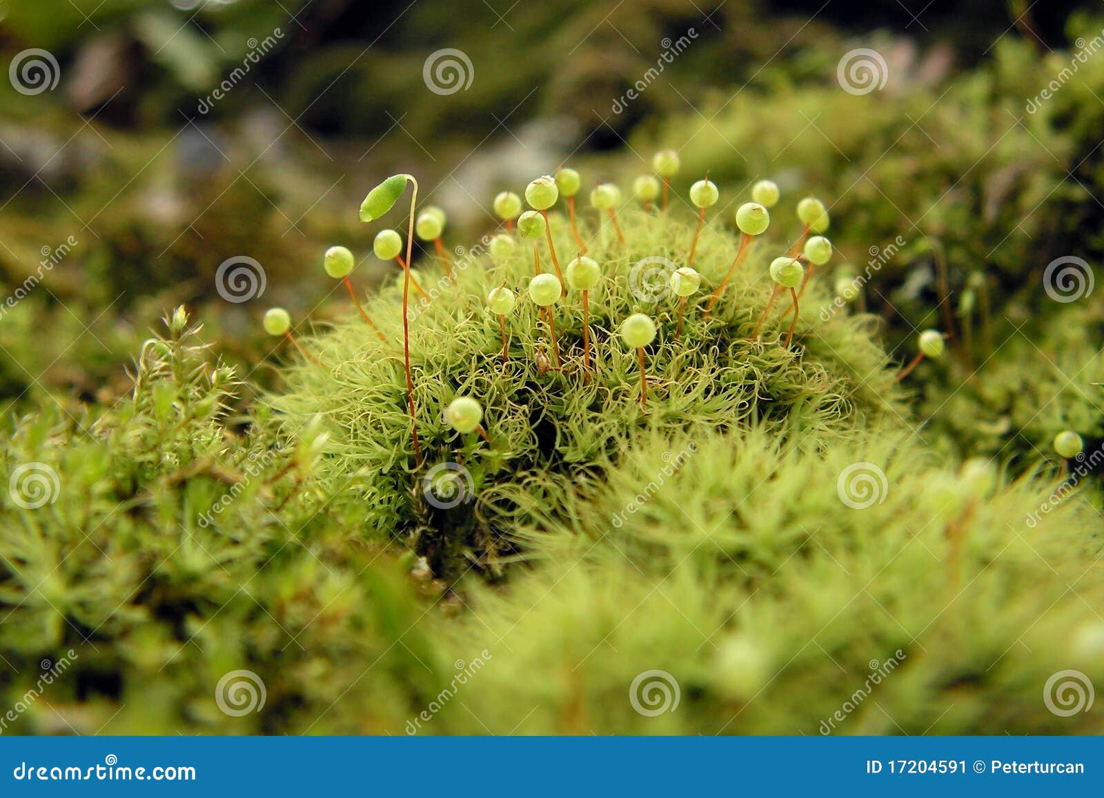 Moss macro stock image. Image of vascular, covering, moist - 17204591