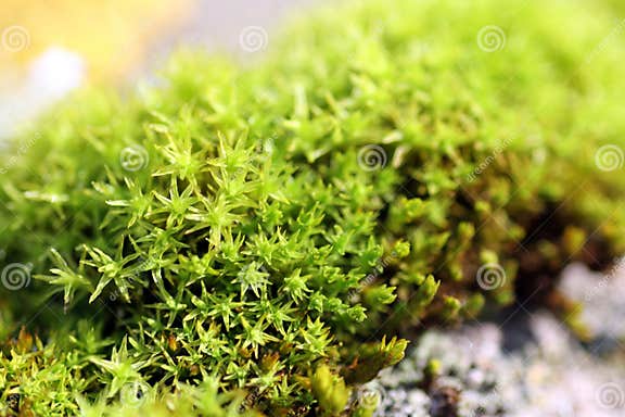 Moss macro stock image. Image of nature, green, backgrounds - 18431567