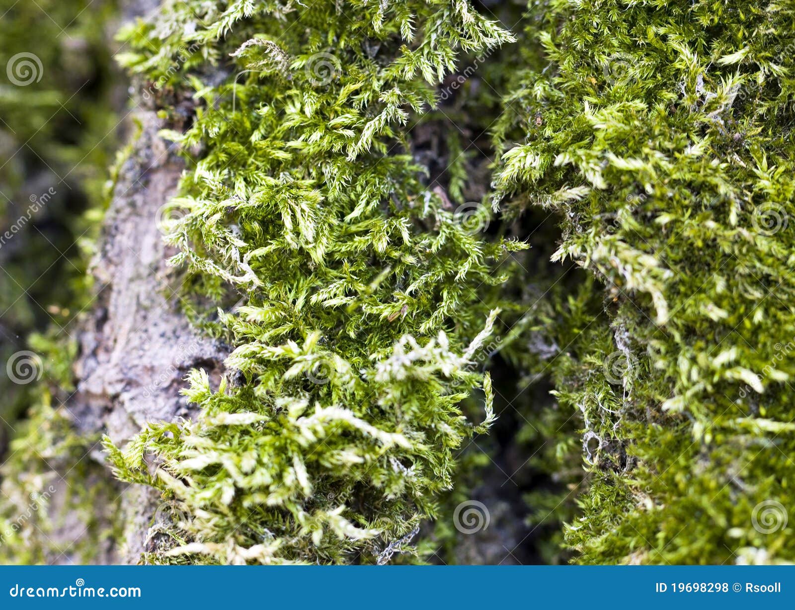 Moss (macro) stock photo. Image of plant, lush, grass - 19698298