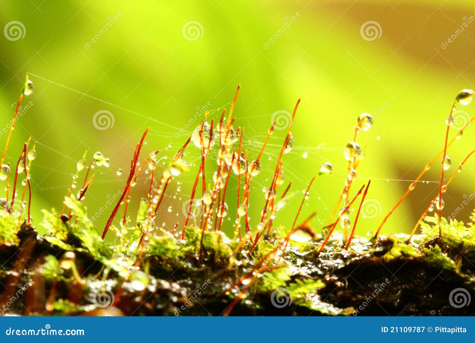 Moss macro stock image. Image of environment, plant, moss - 21109787