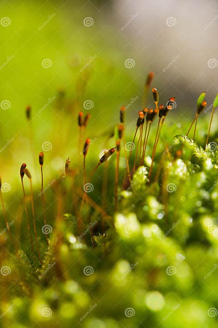Moss in macro stock image. Image of moss, fall, macro - 24777905