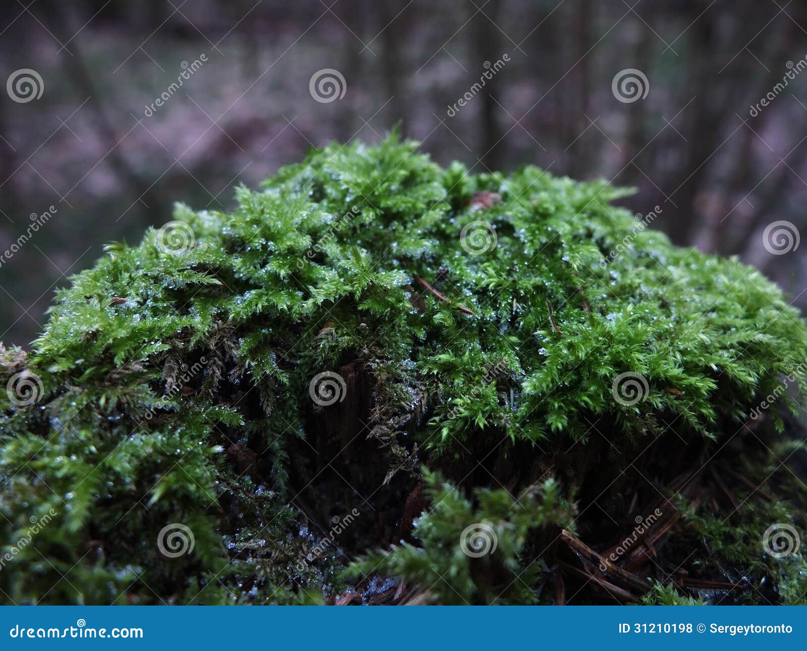 Moss macro stock photo. Image of moss, design, bright - 31210198
