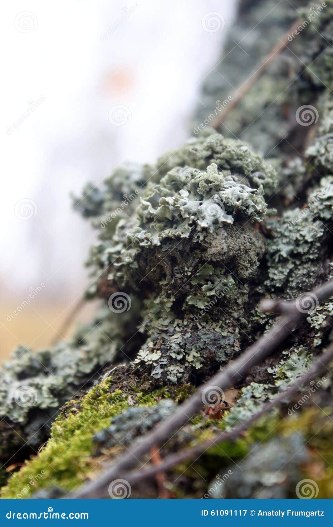 Moss macro stock image. Image of growing, moss, plant - 61091117
