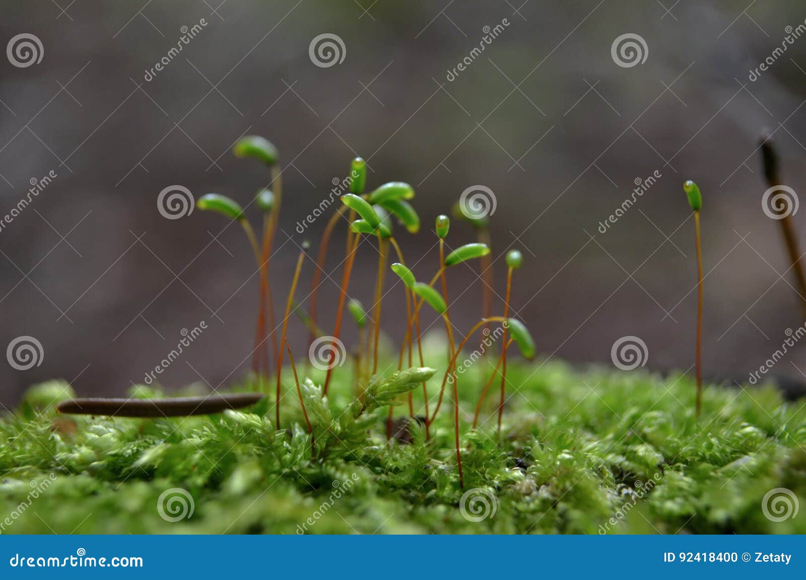 Moss Macro stock photo. Image of flora, fungus, field - 92418400