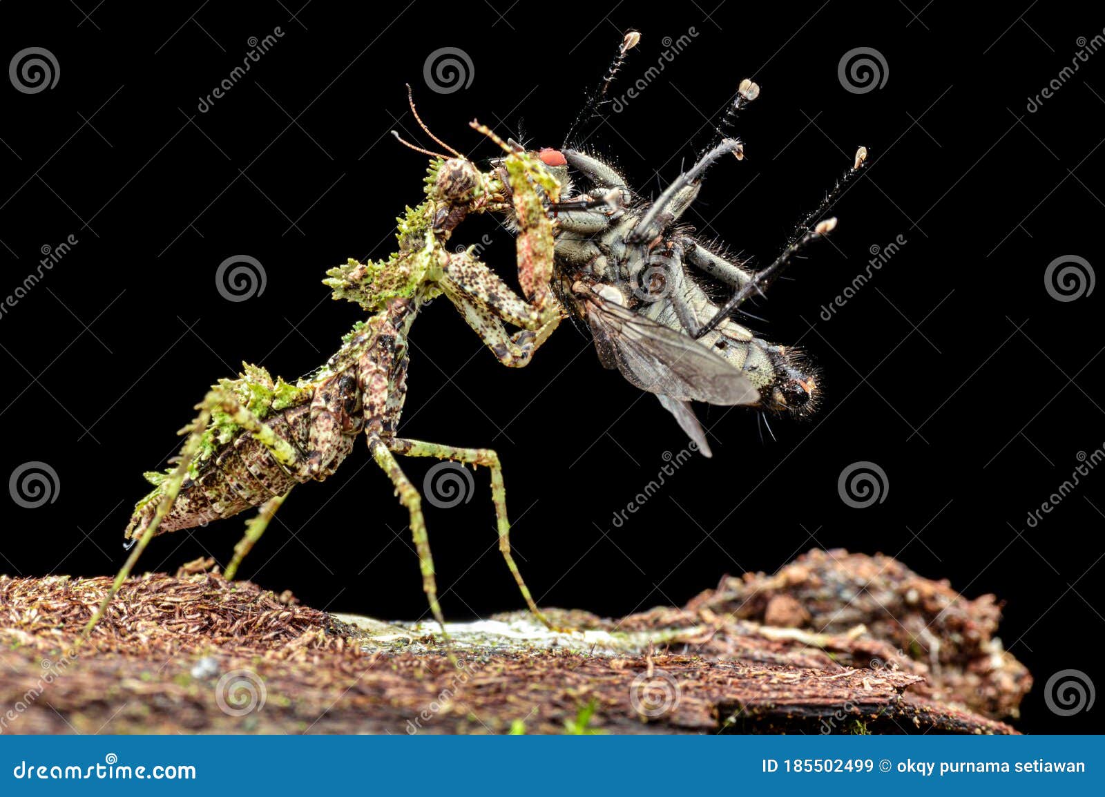 Moss mantis eating flies stock image. Image of wing - 185502499