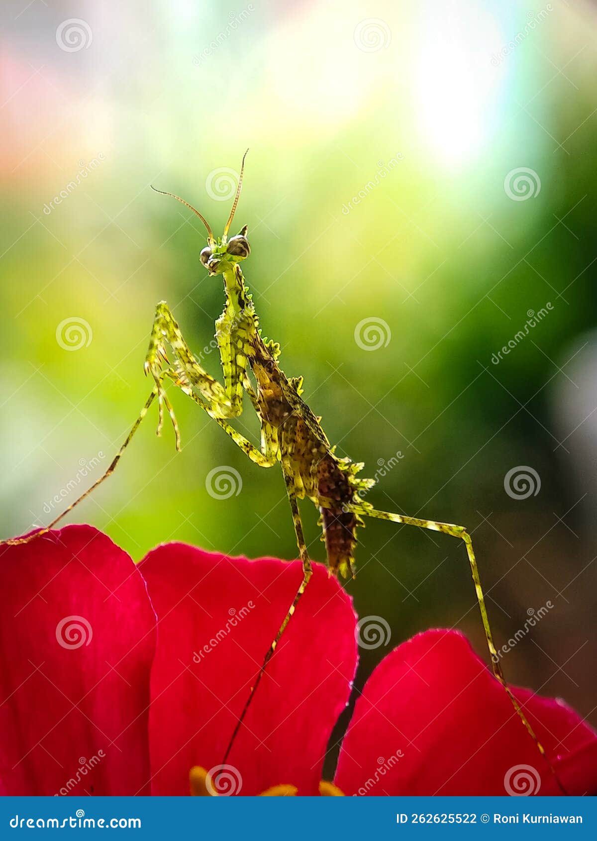 Moss Mantis on a Wildflower Stock Photo Stock Photo - Image of branch ...