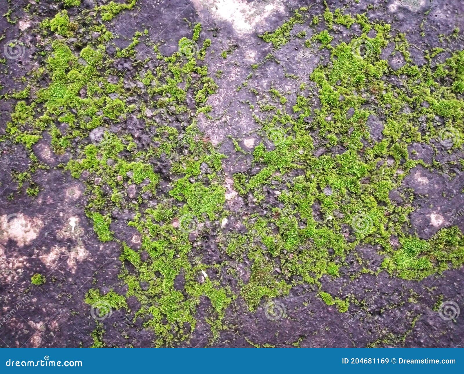 Moss Map Bumps into Damp Rock Stock Image - Image of stone, green ...