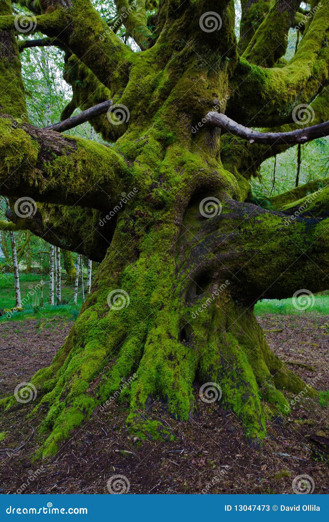 Moss on Maple Tree Trunk in a Rain Forest Stock Image - Image of united ...