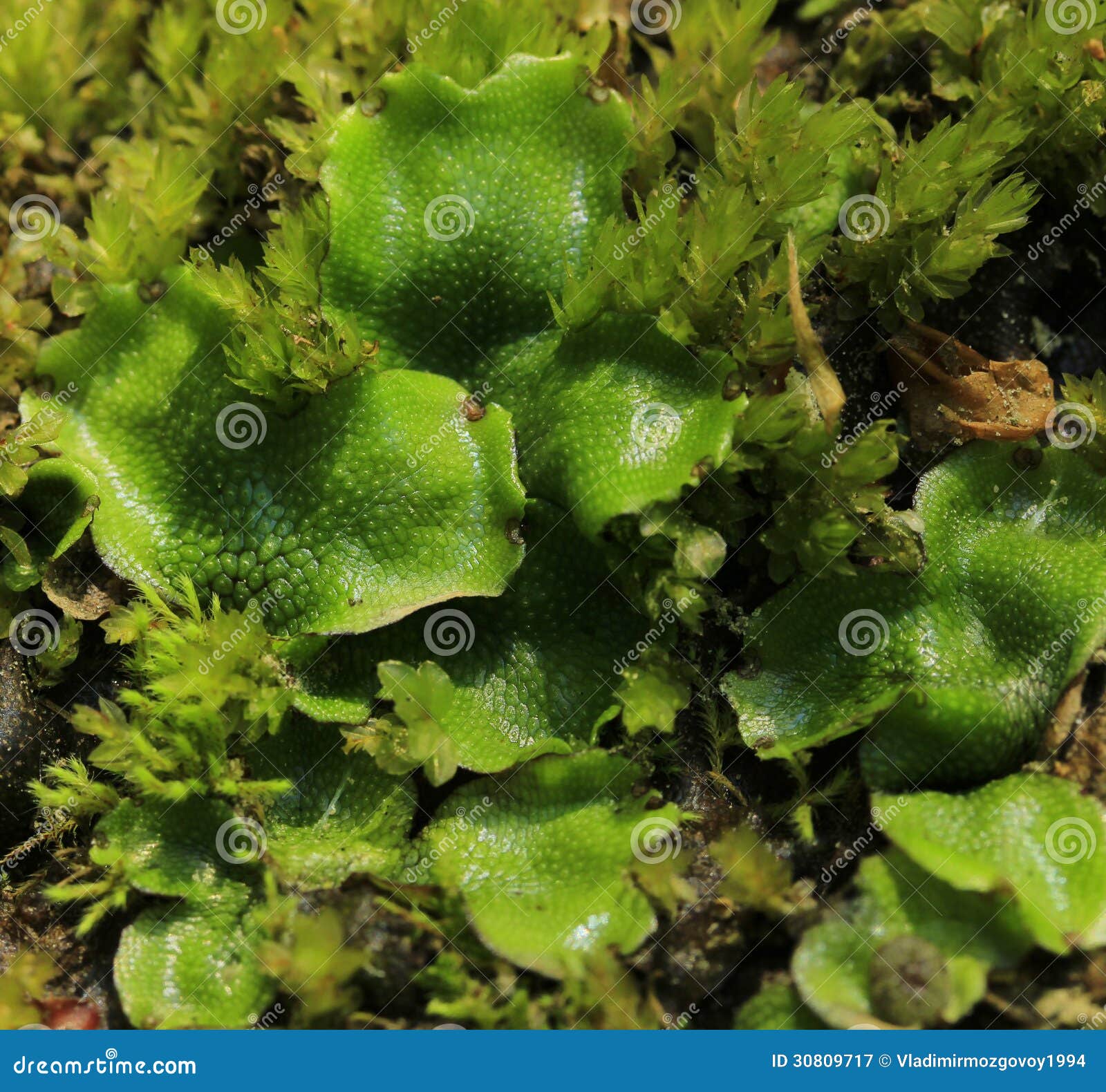 Moss (Marchantia Polymorpha) Stock Image - Image of mountains, caucasus ...