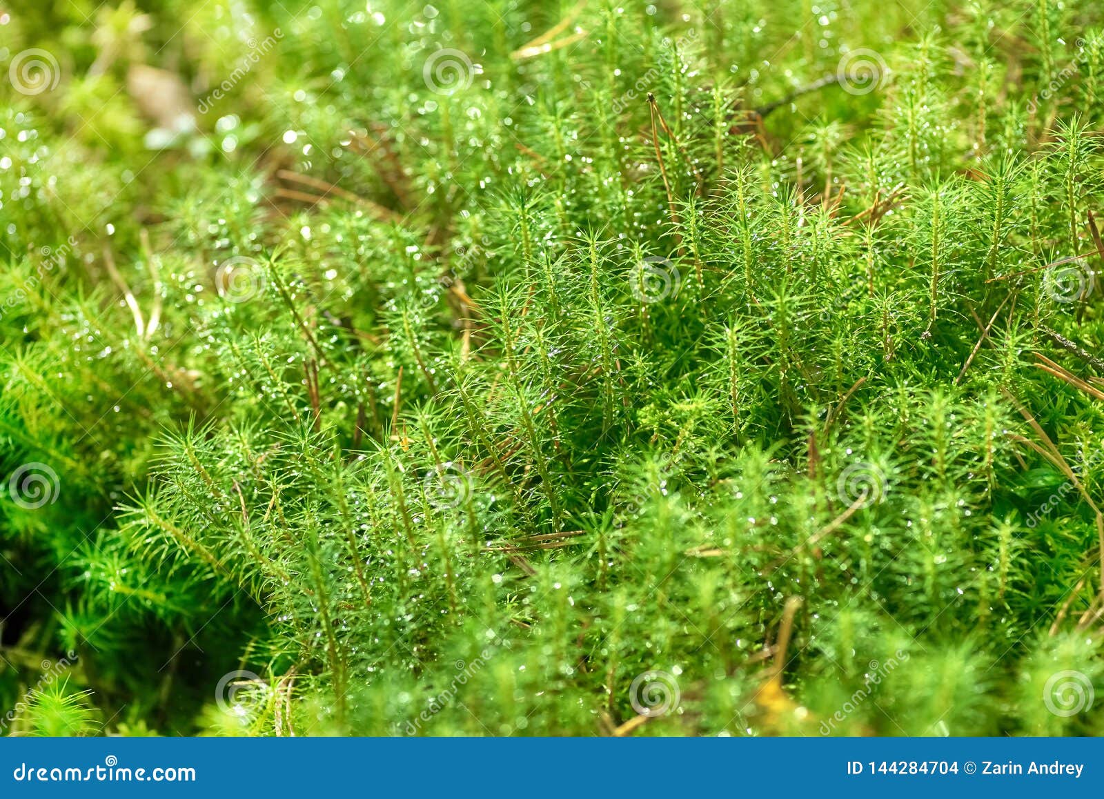 Moss in the Marsh with Drops of Dew on a Sunny Day Stock Photo - Image ...