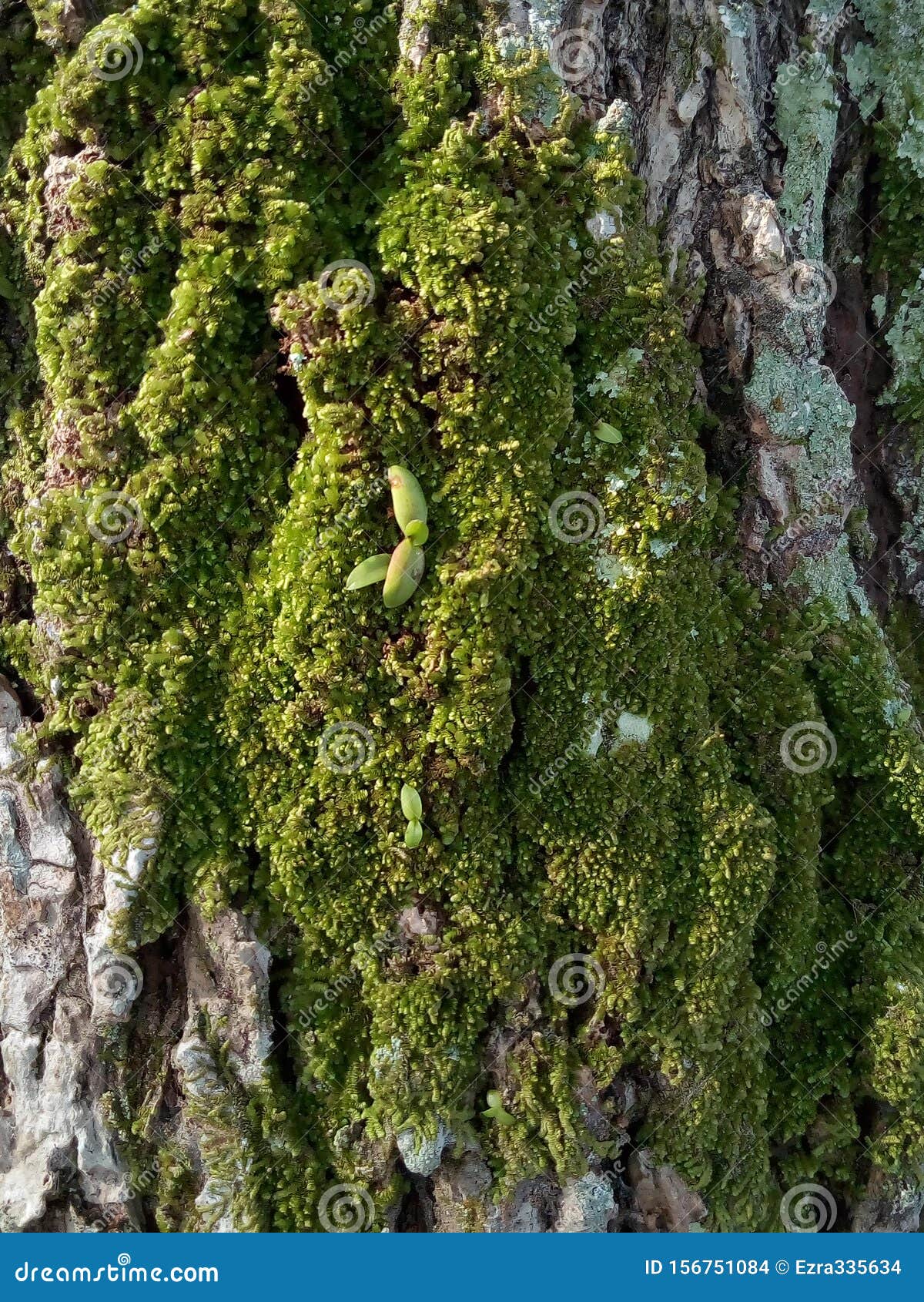 Moss mess stock photo. Image of macro, fresh, green - 156751084