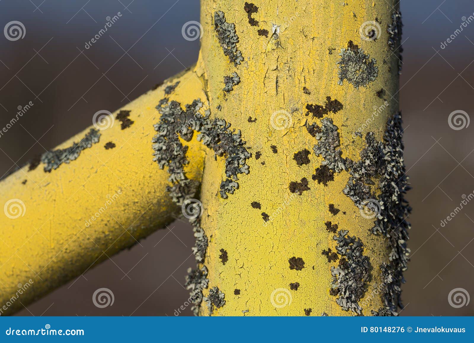 Moss on a metal surface. stock photo. Image of abstract - 80148276