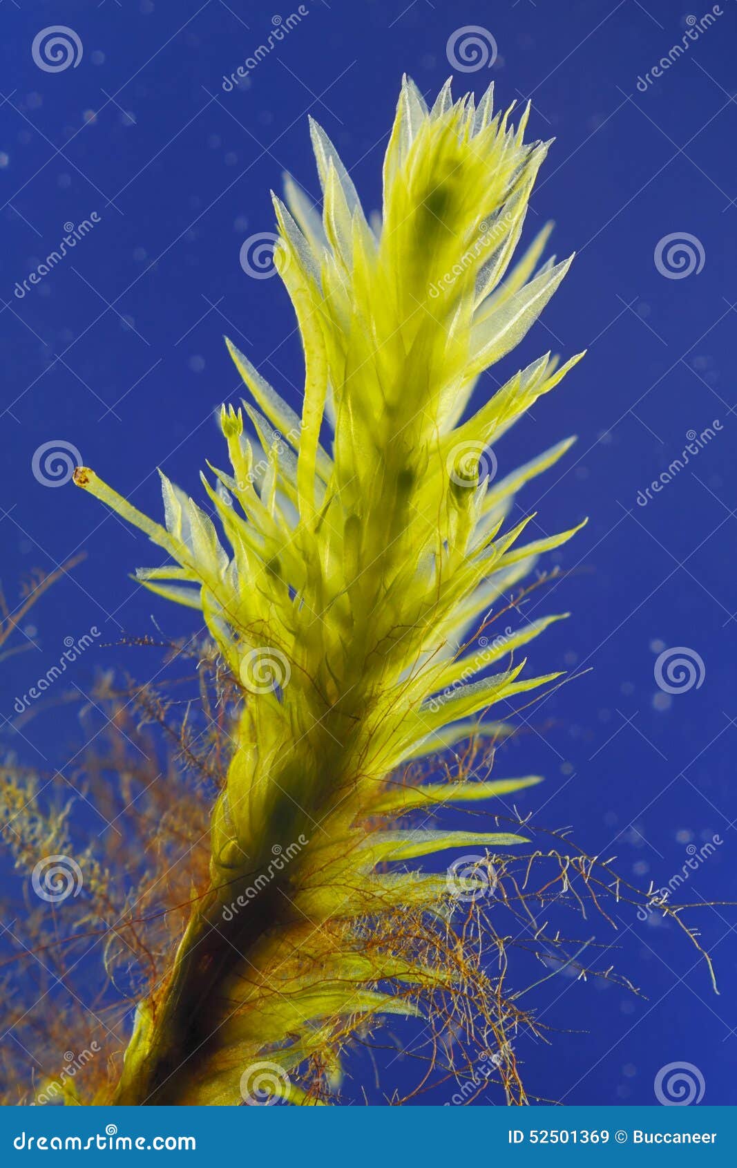 Moss stock image. Image of fragment, leaf, nature, educational - 52501369 Moss stock image. Image of fragment, leaf, nature, educational - 52501369