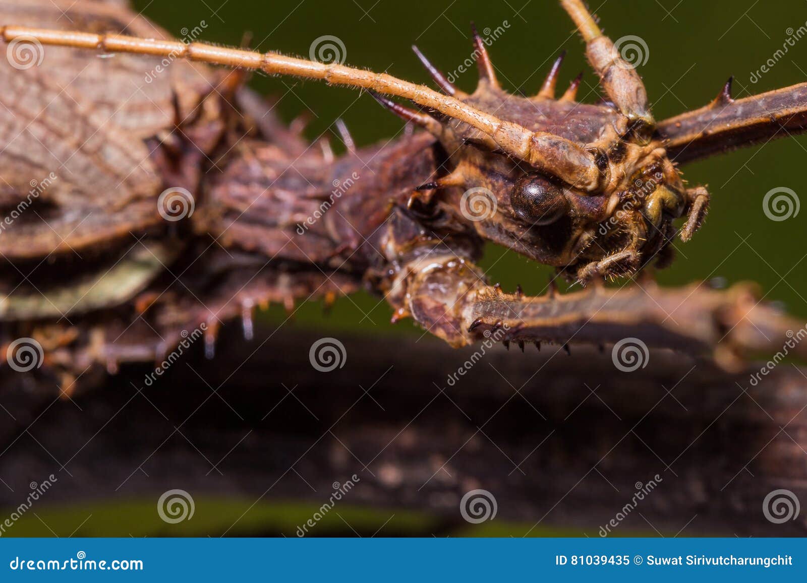 Moss Mimic Stick Insect - Anthropoda Stock Image - Image of wild ...