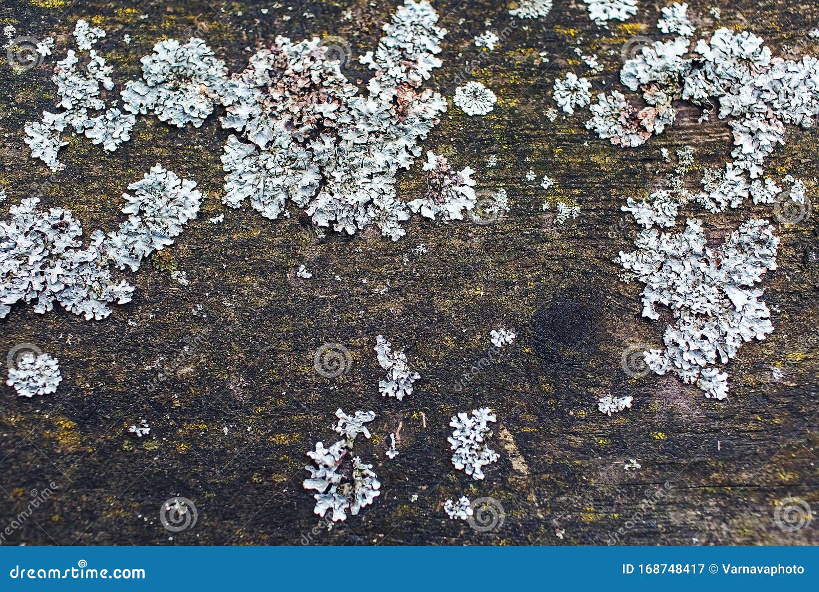Moss and Mold Grows on Wooden Panel. Stock Image - Image of moss ...