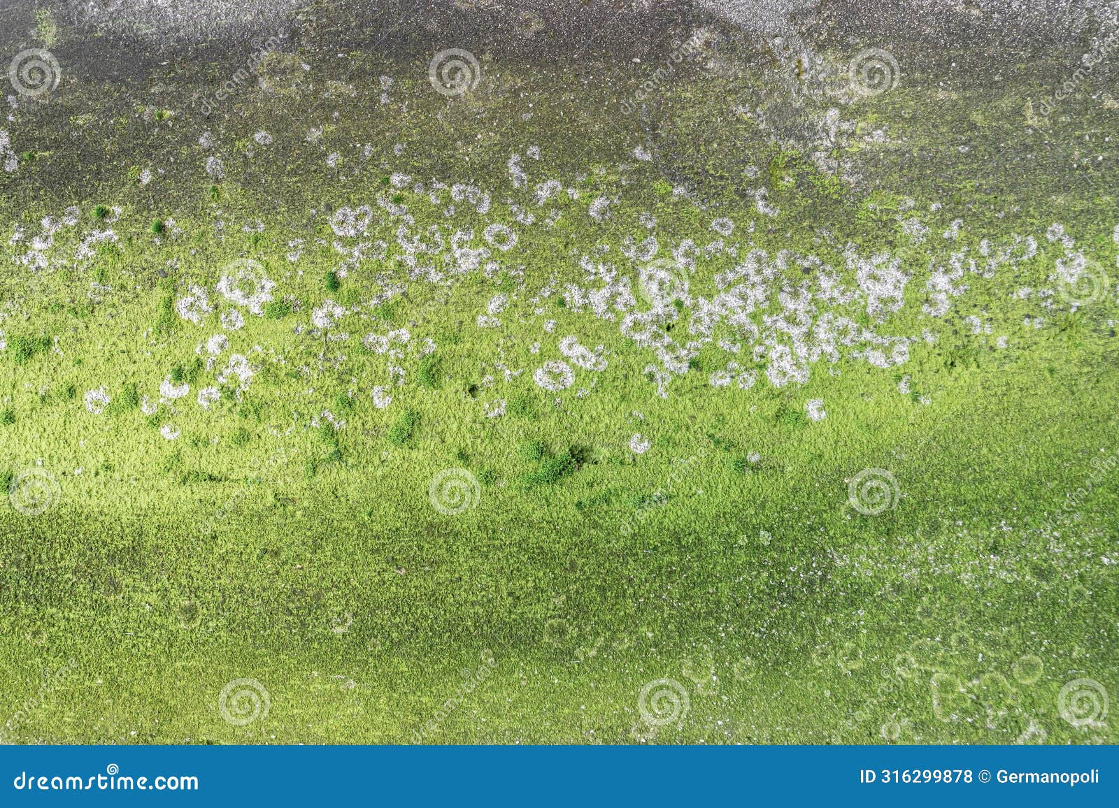 Moss and mold on the wall stock photo. Image of composition - 316299878