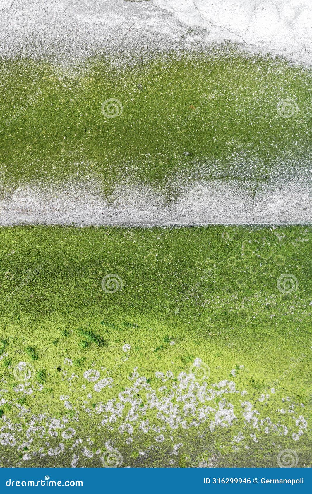 Moss and mold on the wall stock photo. Image of humidity - 316299946