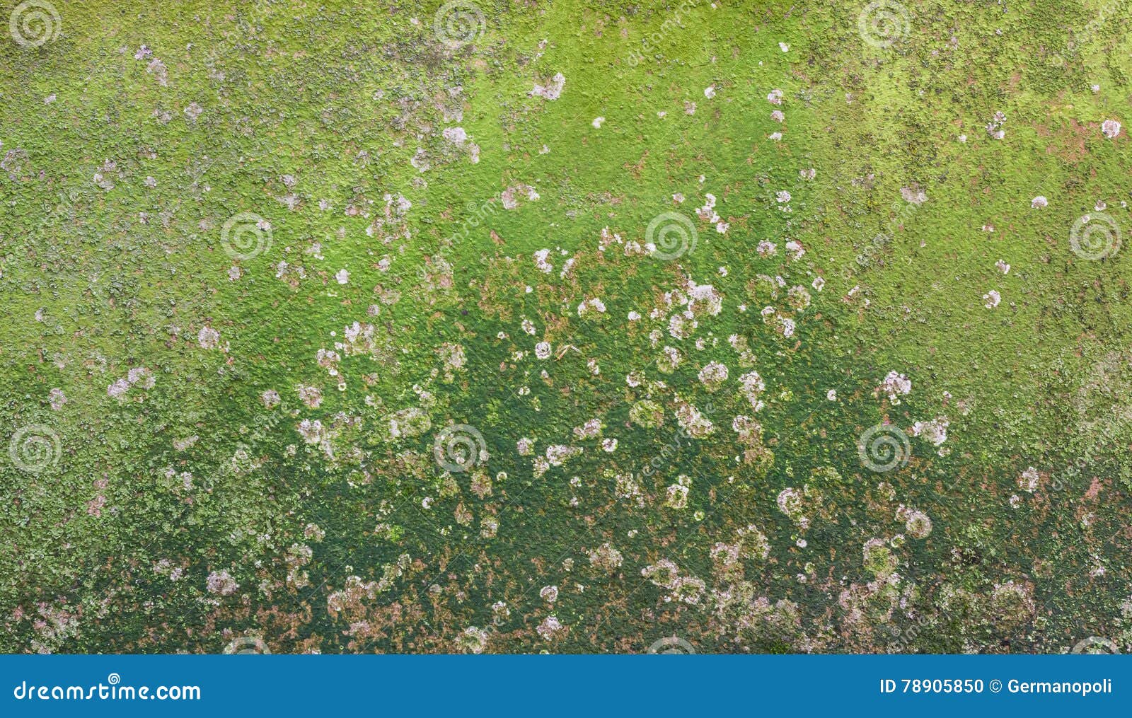 Moss and mold on wall stock photo. Image of background - 78905850