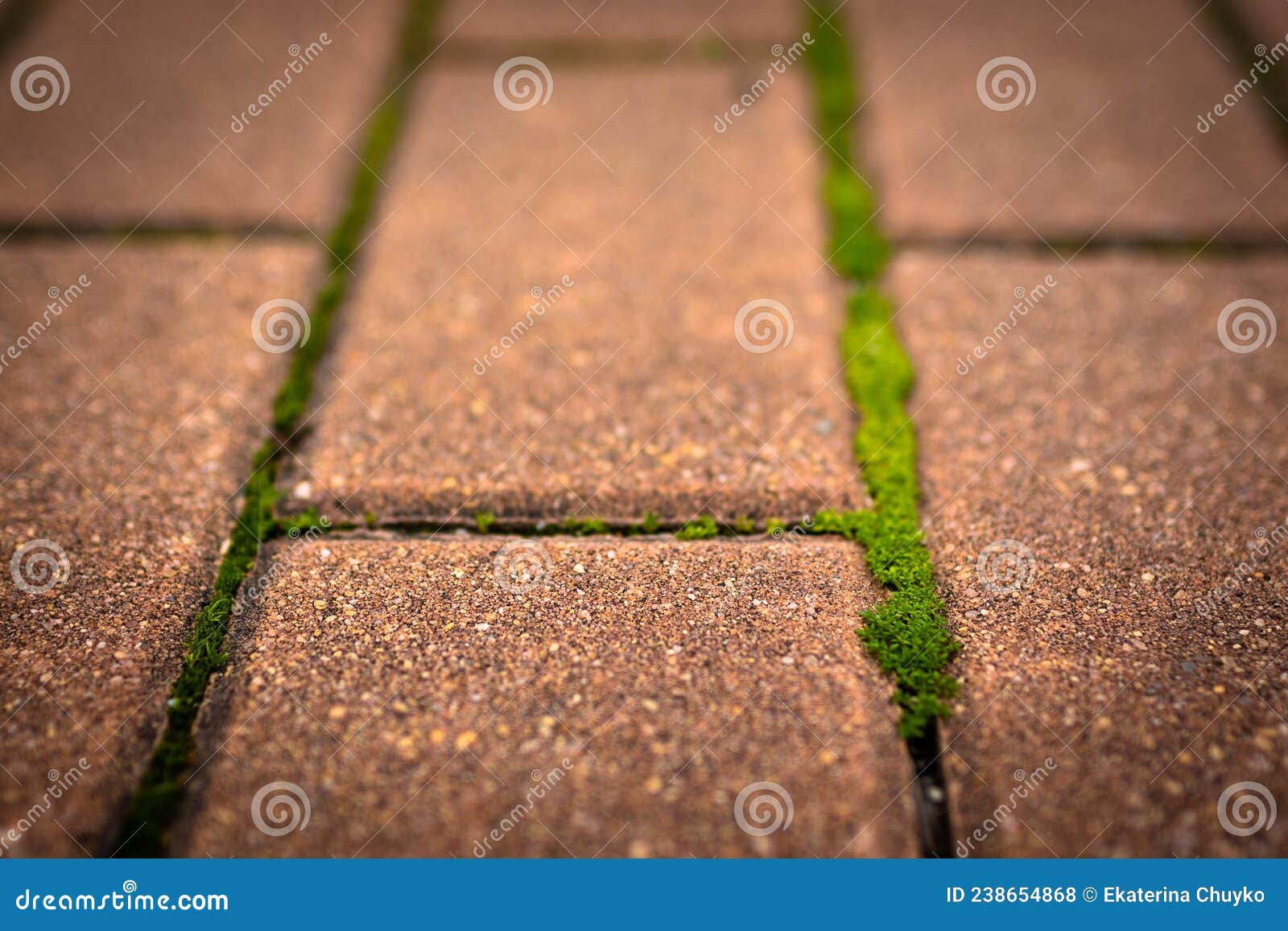 Moss. stock photo. Image of natural, city, outdoor, paving - 238654868